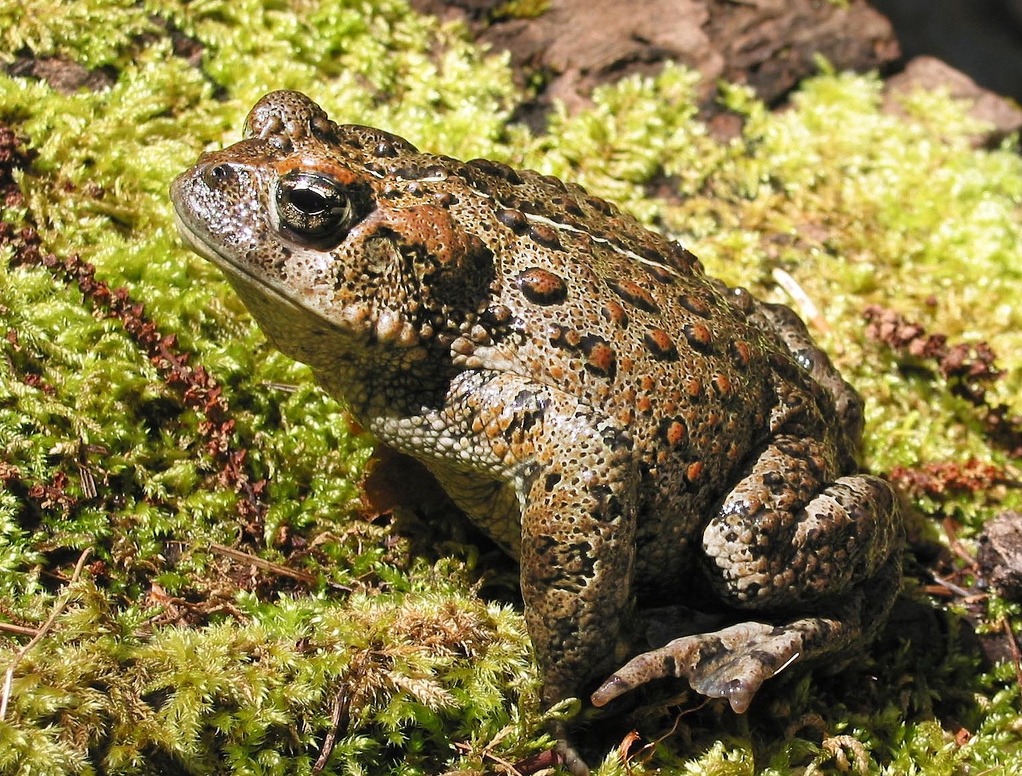 Frogs Vs Toads | Kaizen Microlessons